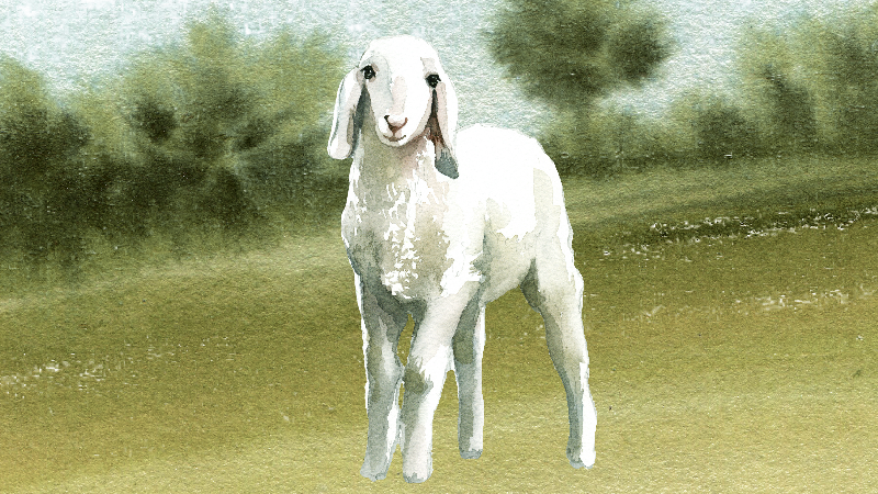 Ja, Ovca – Spirit of Tara
