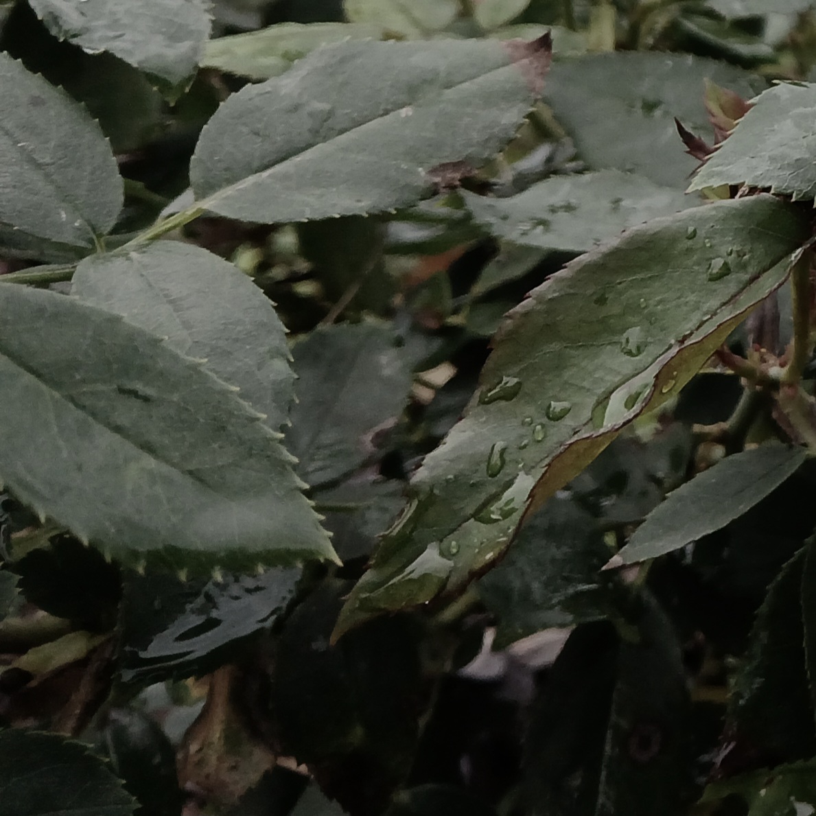 Forgotten queen – Spirit of Tara